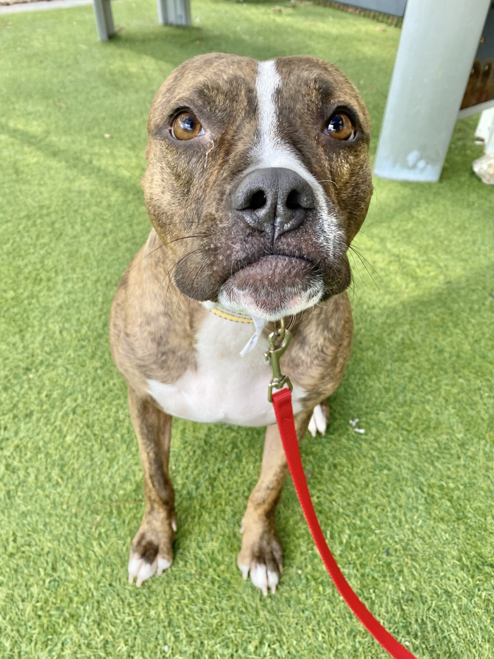 Dog With Permanent Pout Has Spent 400 Days At Shelter Waiting For A ...