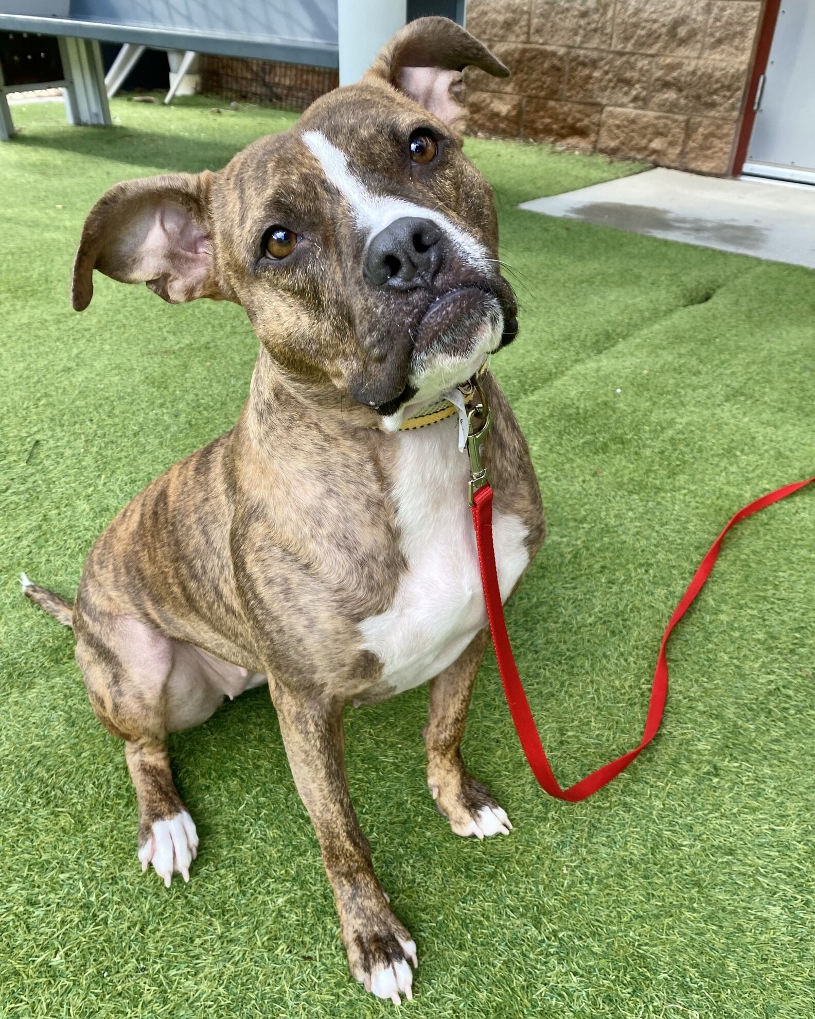 Dog With Permanent Pout Has Spent 400 Days At Shelter Waiting For A ...