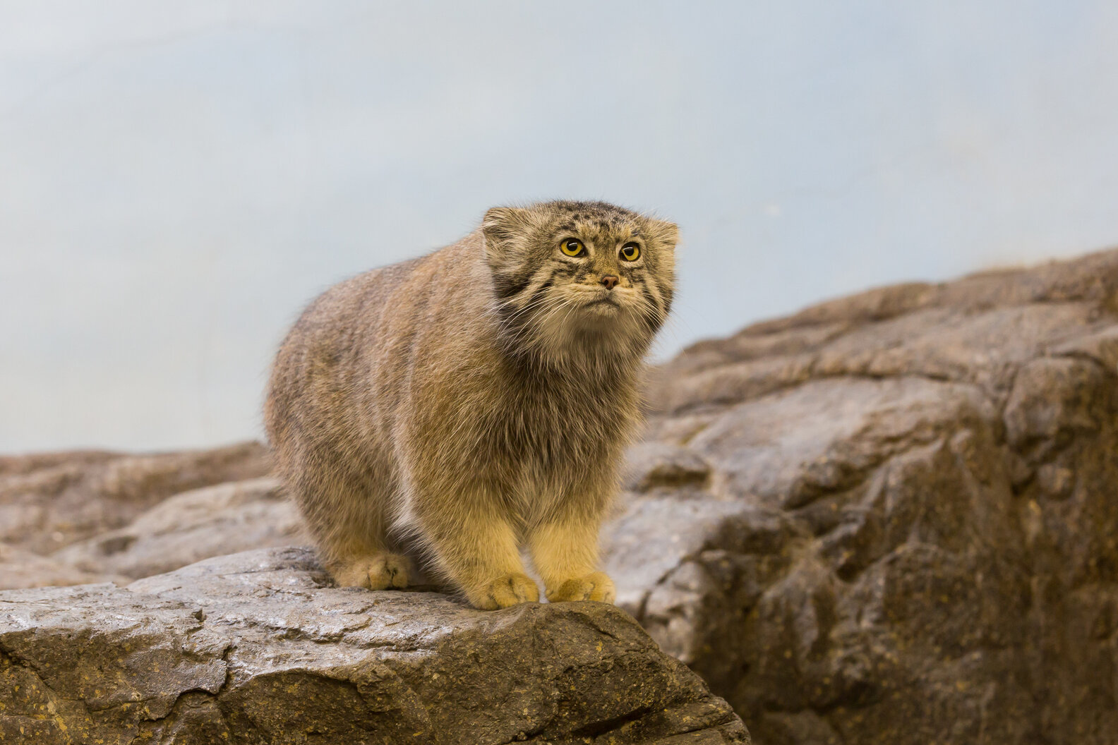 Rare Pallas's Cat Found Living On Mount Everest - The Dodo