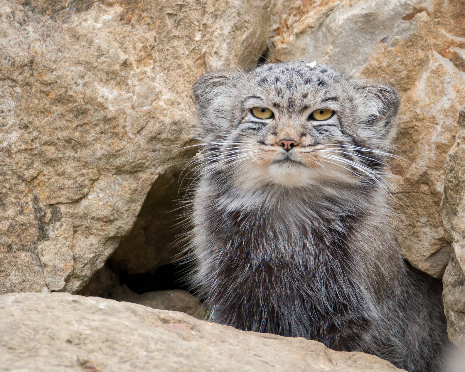 Rare Pallas's Cat Found Living On Mount Everest - The Dodo