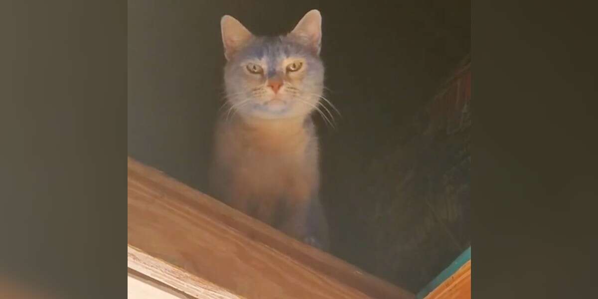 Cat Goes In Attic And Comes Back Completely Blue - The Dodo