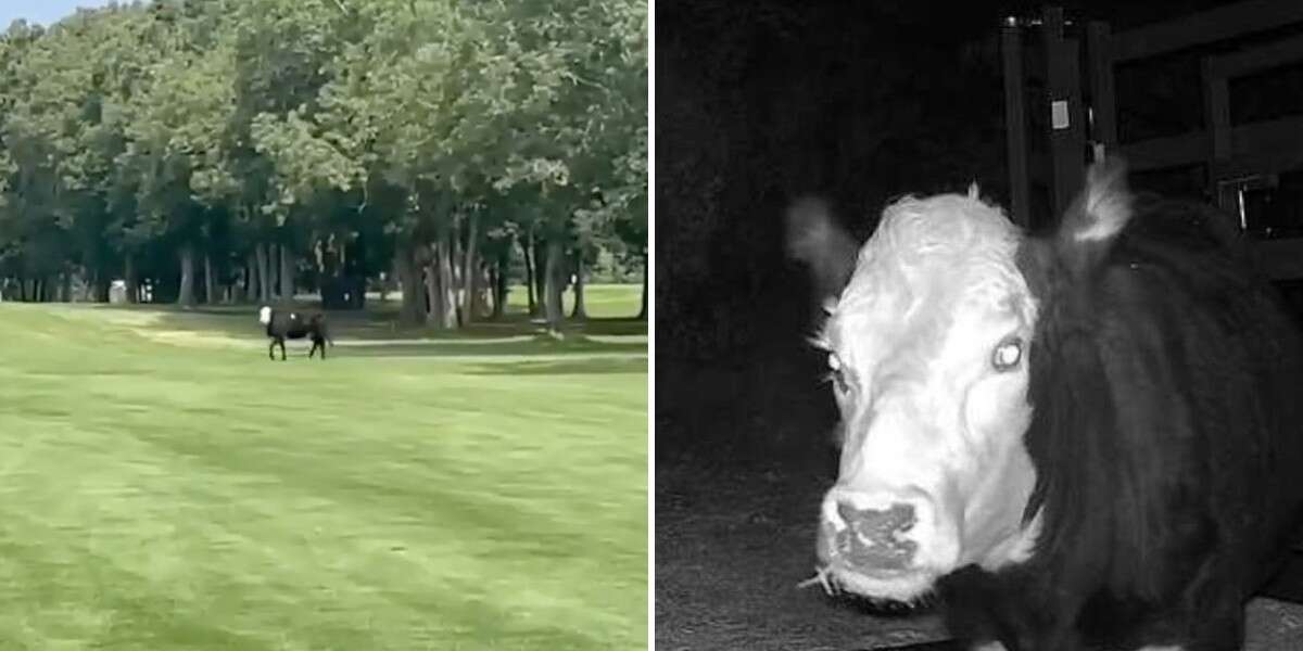 Rescuers Finally Catch Cow After Months And Realize She's Hiding A ...