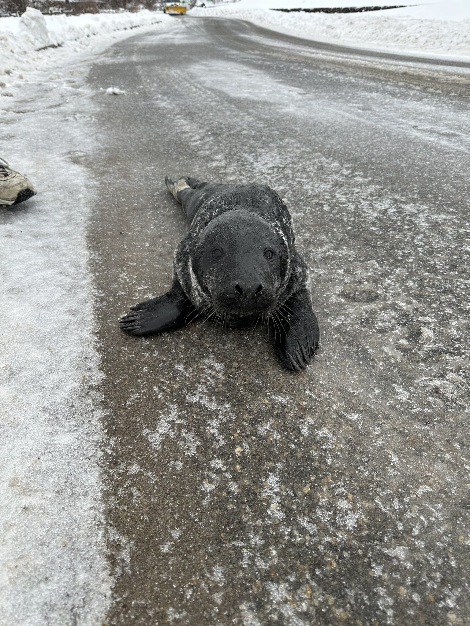 Seal Found in Middle Of Road Had No Interest In Going Back To The Ocean ...