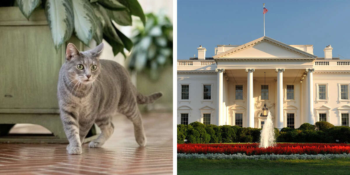 President Biden Reveals What ‘First Cat’ Willow Gets Up To At Night ...