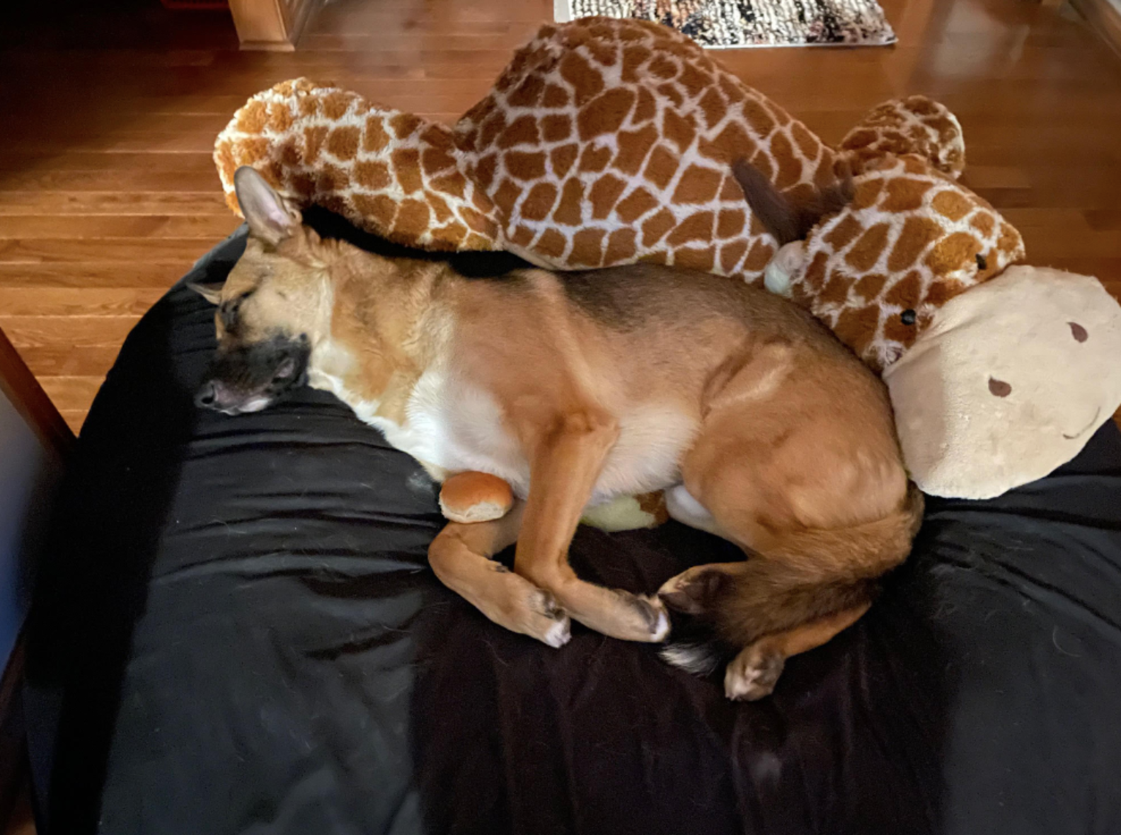 Dog's Best Friend In The Whole World Is A Slice Of Baguette - The Dodo