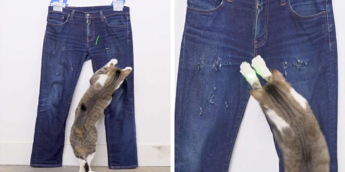 Cat Transforms Pair Of Boring Old Jeans Into A Trendy Fashion Statement ...