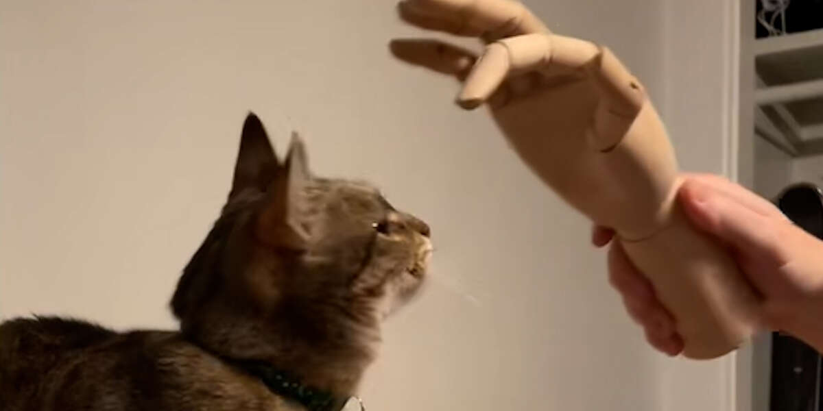Guy Wins Cat's Love By Treating Her Like A Dog - Videos - The Dodo