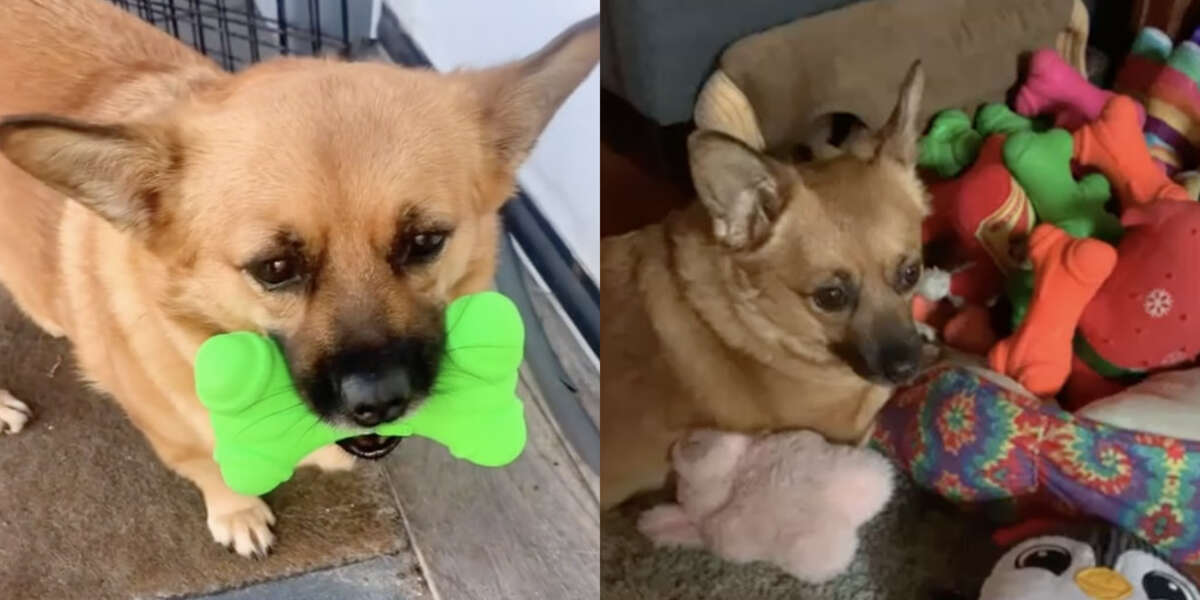Dog Always Picks Out Same Toy She Got Day She Was Adopted - The Dodo