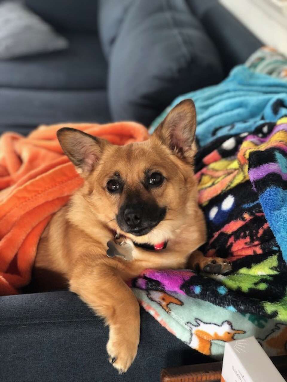 Dog Always Picks Out Same Toy She Got Day She Was Adopted - The Dodo