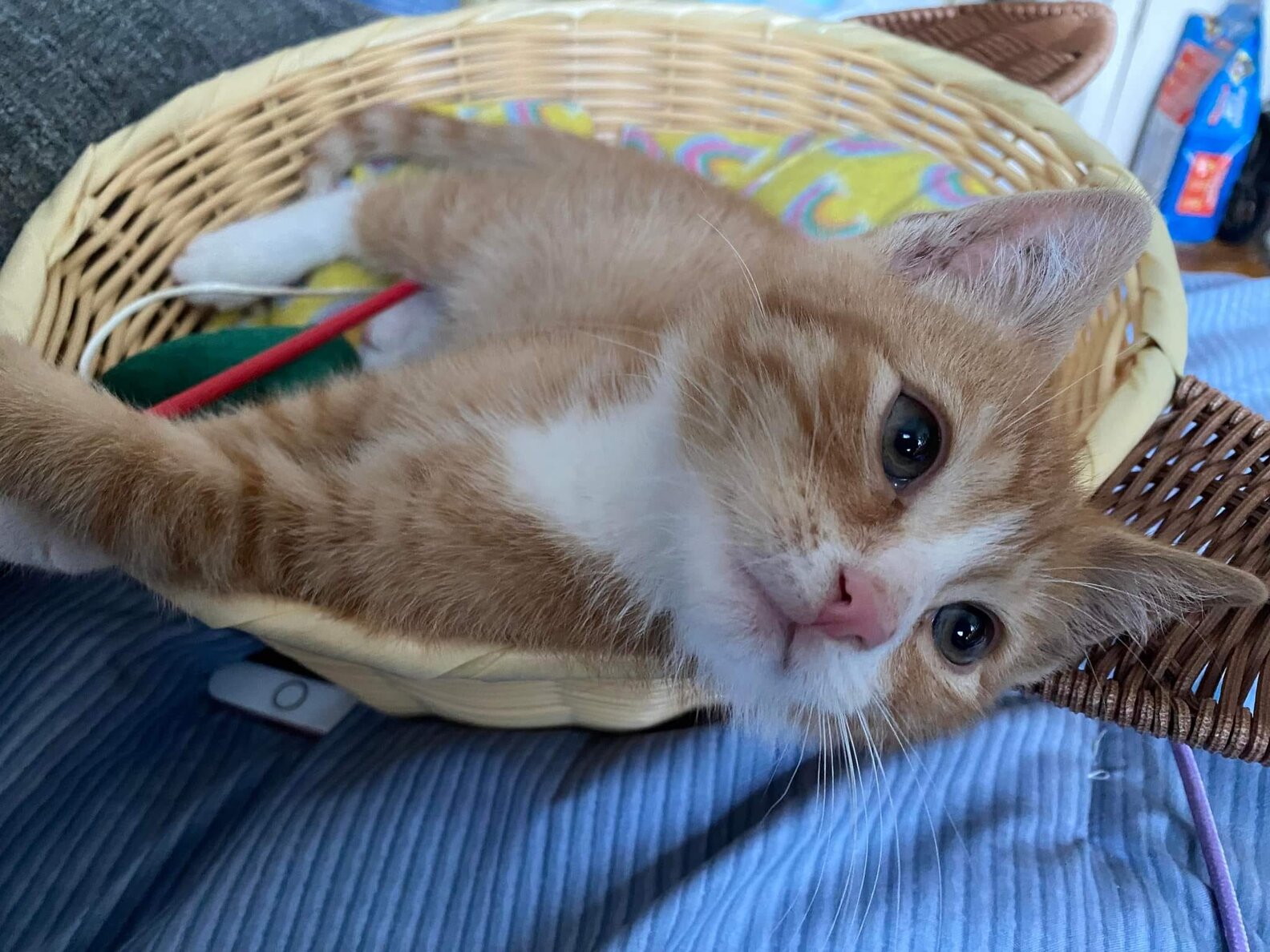 Woman Waiting For Train Spots Someone Small And Orange On The Tracks - The Dodo