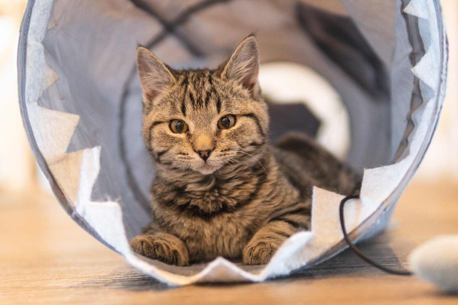 Cat Cafe Posts Important Warning To All Customers Buying Muffins - The Dodo