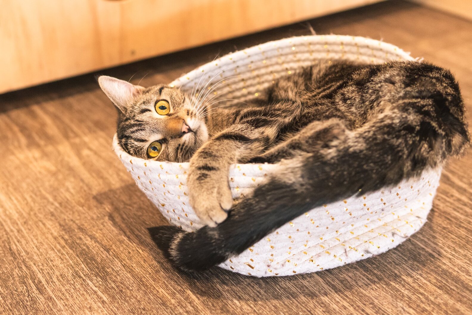 Cat Cafe Posts Important Warning To All Customers Buying Muffins - The Dodo