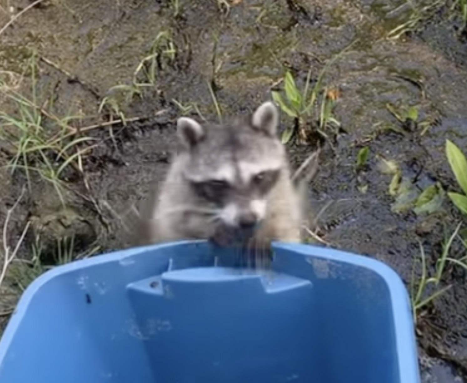 Mother Raccoon Hears Babies Crying For Help And Rushes To Grab Them ...