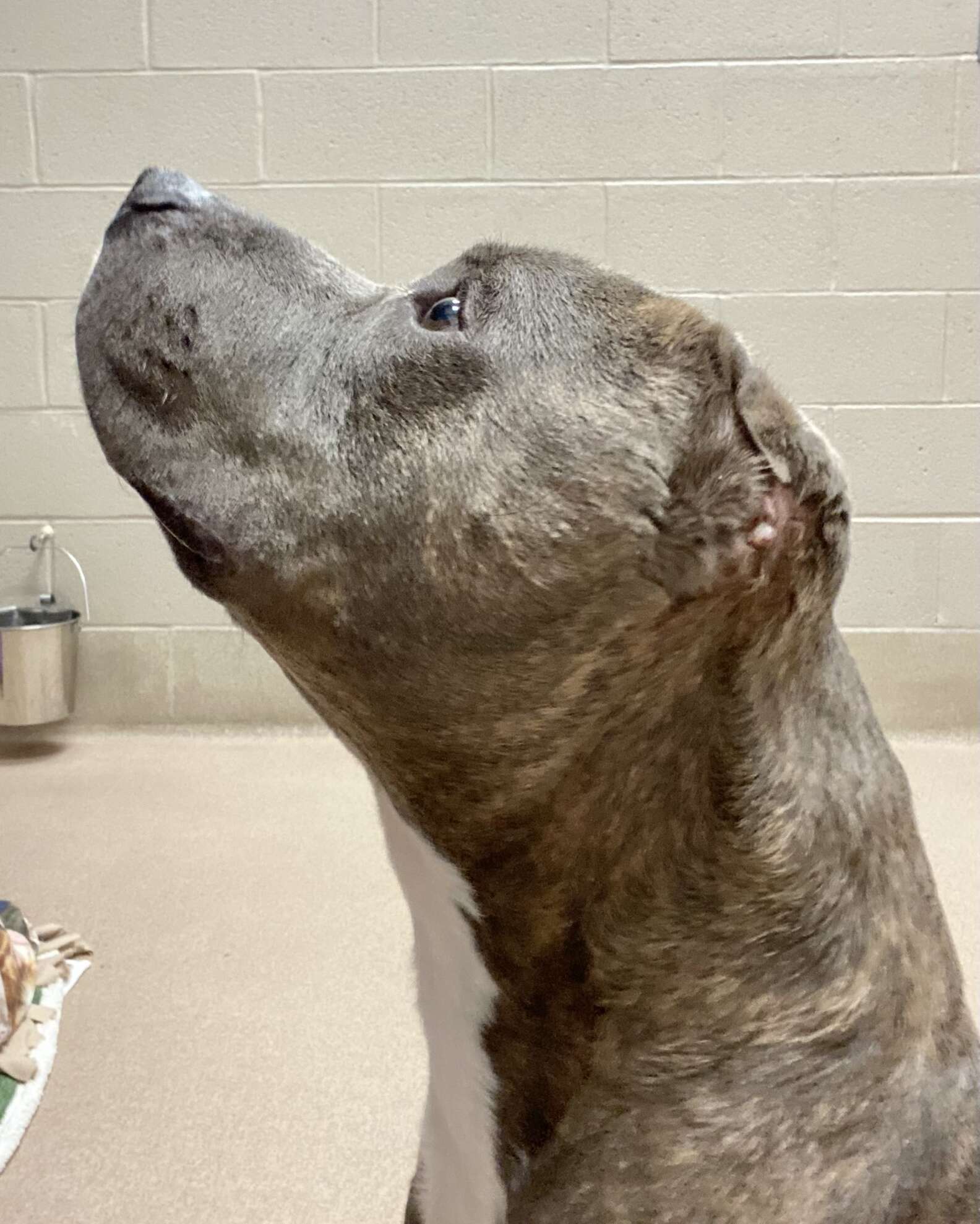 Shelter Dog With Missing Ear Modifies His Favorite Toy To Look Like Him ...