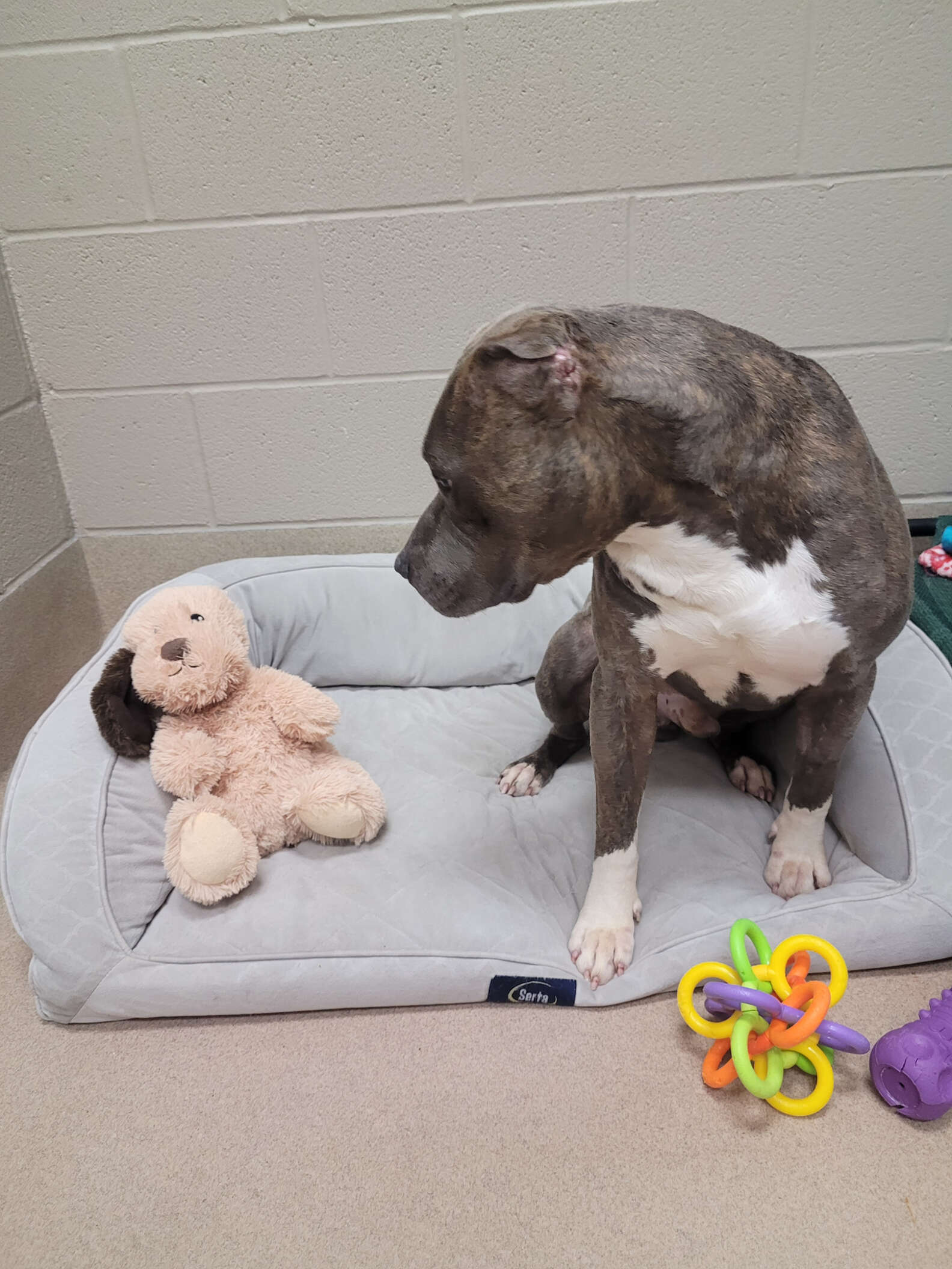Shelter Dog With Missing Ear Modifies His Favorite Toy To Look Like Him ...