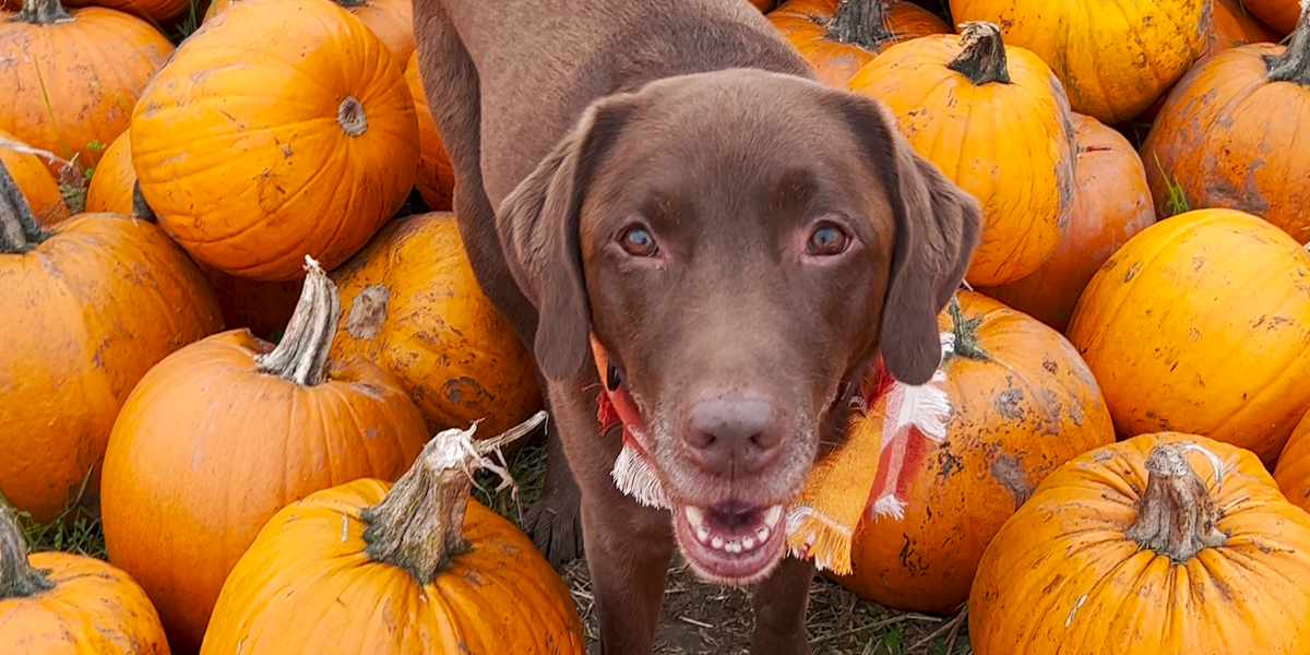 This Chocolate Lab And His Emotional Support Pumpkin - Videos - The Dodo