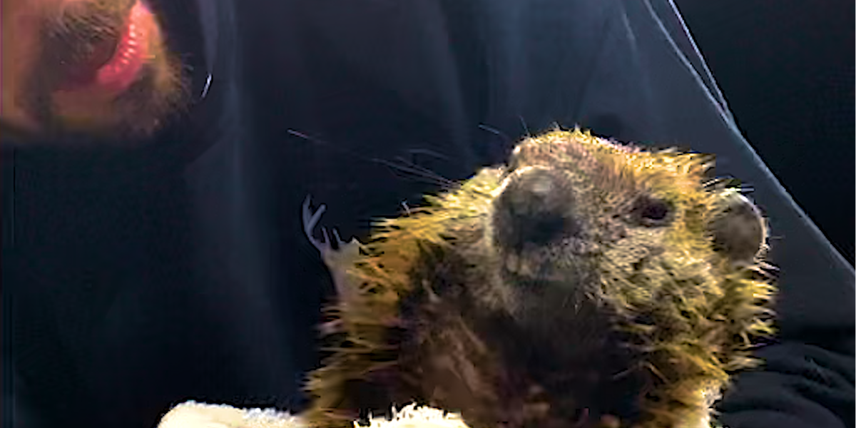 Guy Is So Gentle With The Little Groundhog He Rescued - Videos - The Dodo