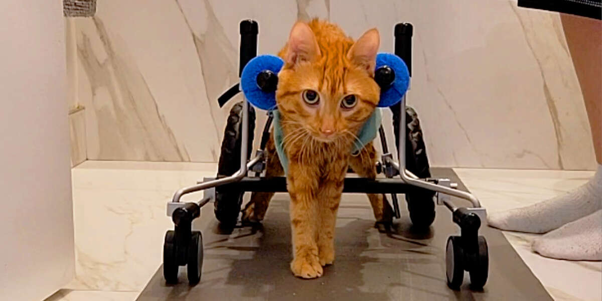 Cat Does The Cutest Thing When He's Happy - Videos - The Dodo