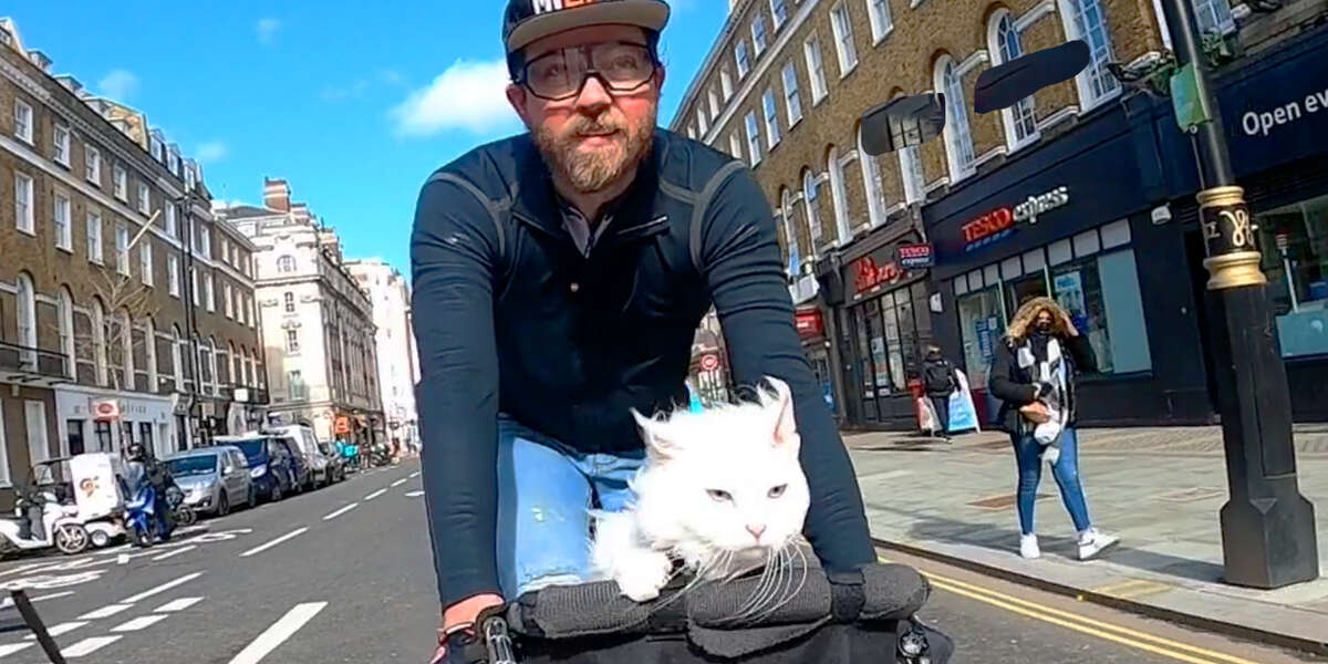 Deaf Cat Loves Riding Around London With Her Dad - Videos - The Dodo