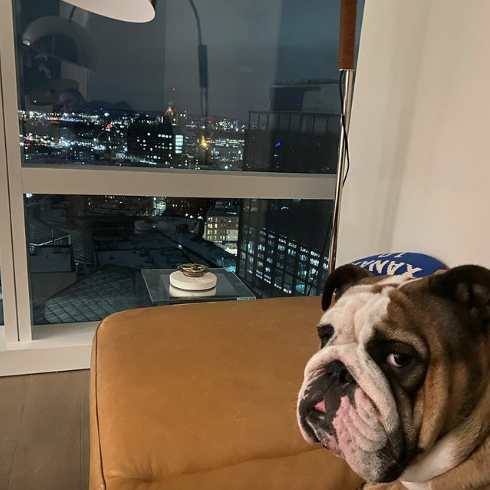 Dog Gets All Dressed Up To Go Out — Then Has A Hilarious Change Of ...