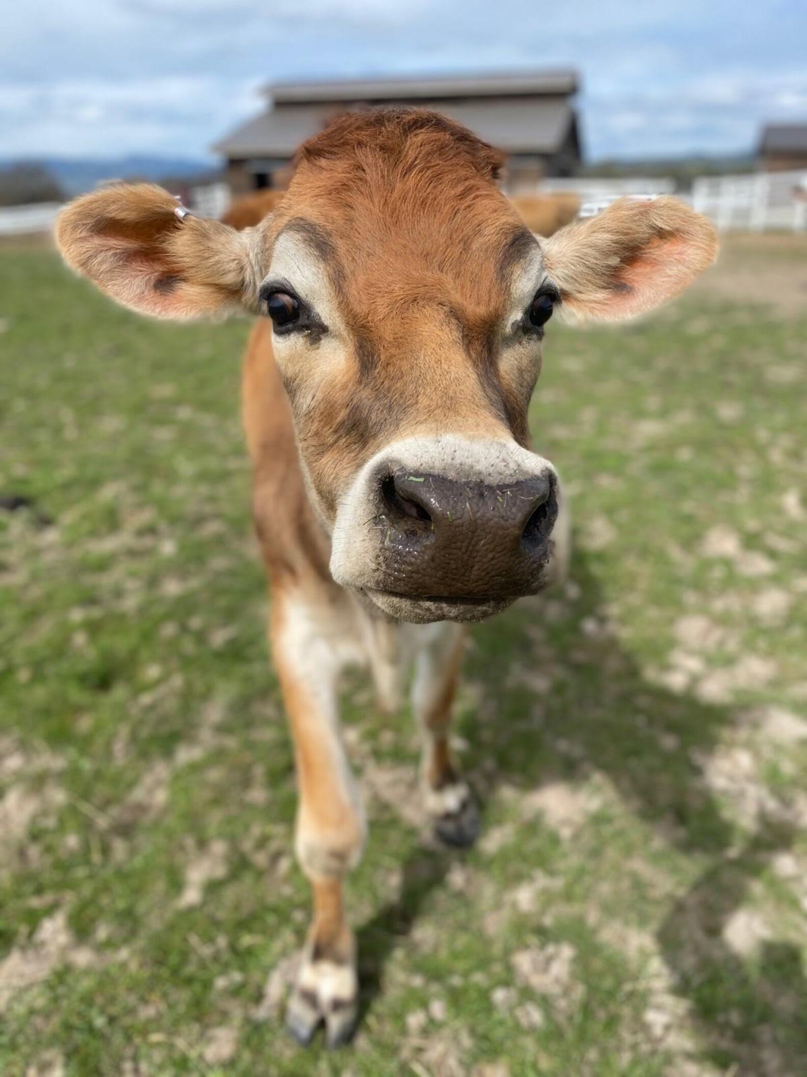 Rescue Cow Won't Stop Crying Until She Gets Her Favorite Thing Back ...