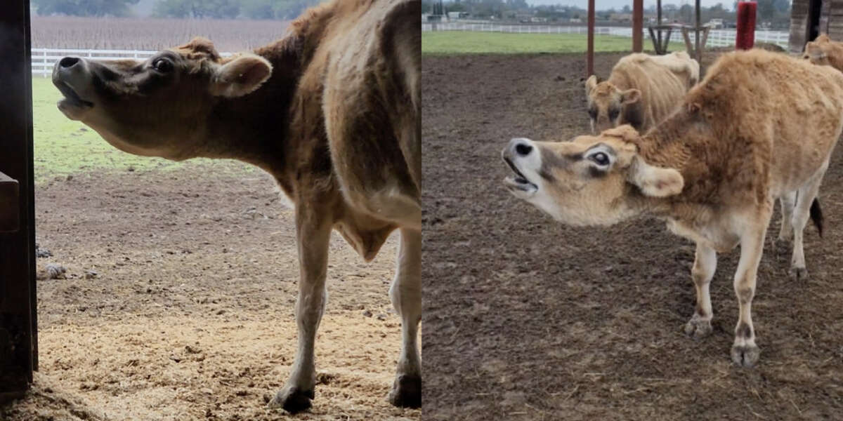 Rescue Cow Won't Stop Crying Until She Gets Her Favorite Thing Back ...