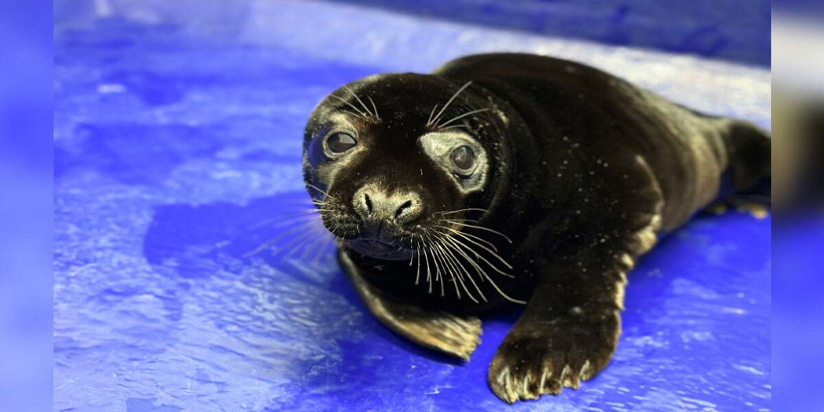 Rescuers Are Stunned When They Find Grey Seal Pup With Rare Skin ...