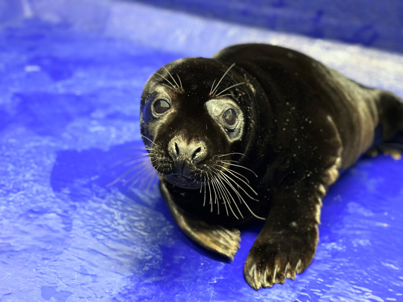 Rescuers Are Stunned When They Find Grey Seal Pup With Rare Skin ...
