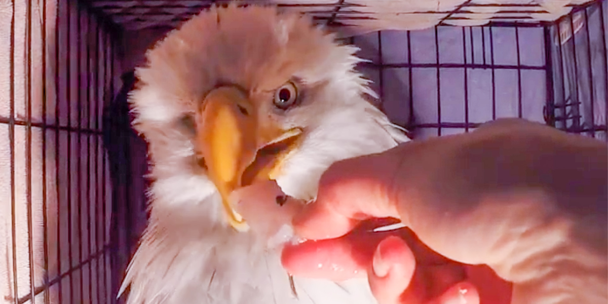 Very Weak One-Eyed-Eagle Barely Has The Strength To Make It To Shore ...