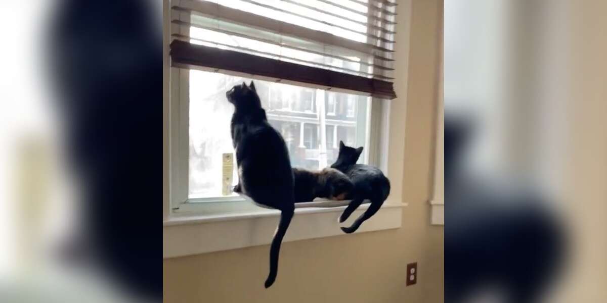 Woman Praising Cat Window Perch Did Not Expect What Happened Next - The ...