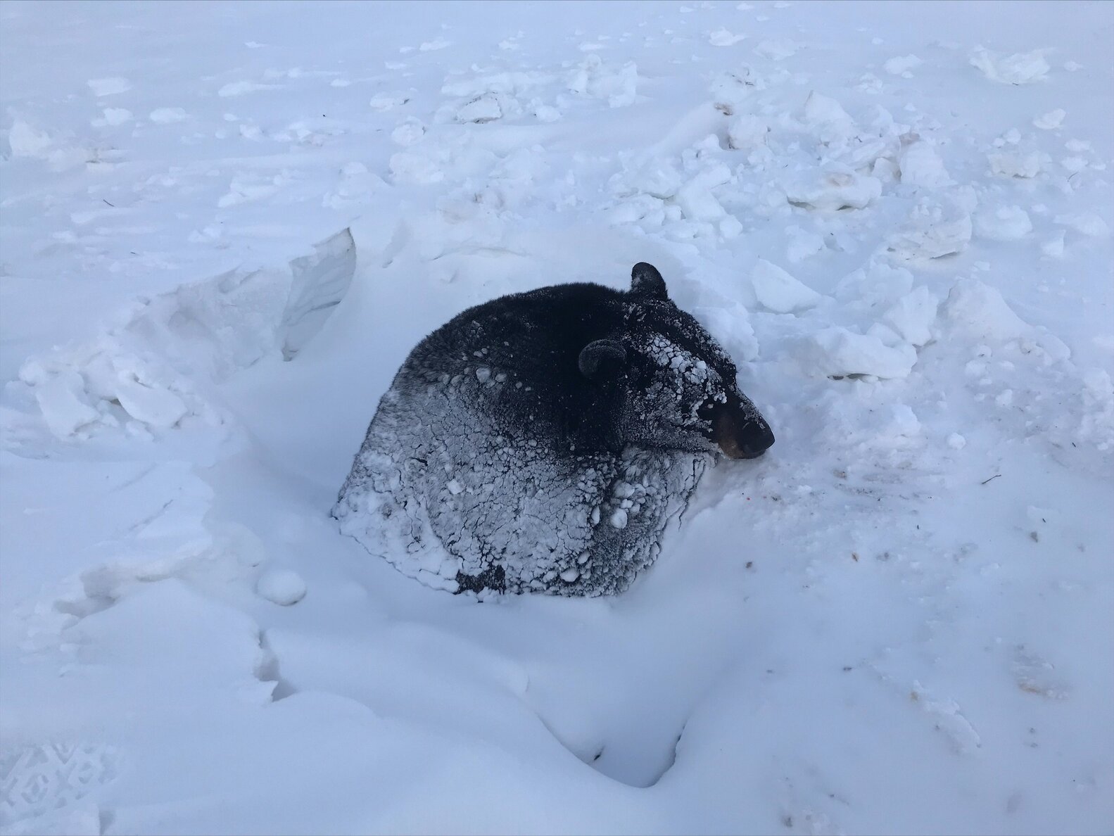 People See Giant Sleepy Animal Stuck In Snow And Rush To Help - The Dodo