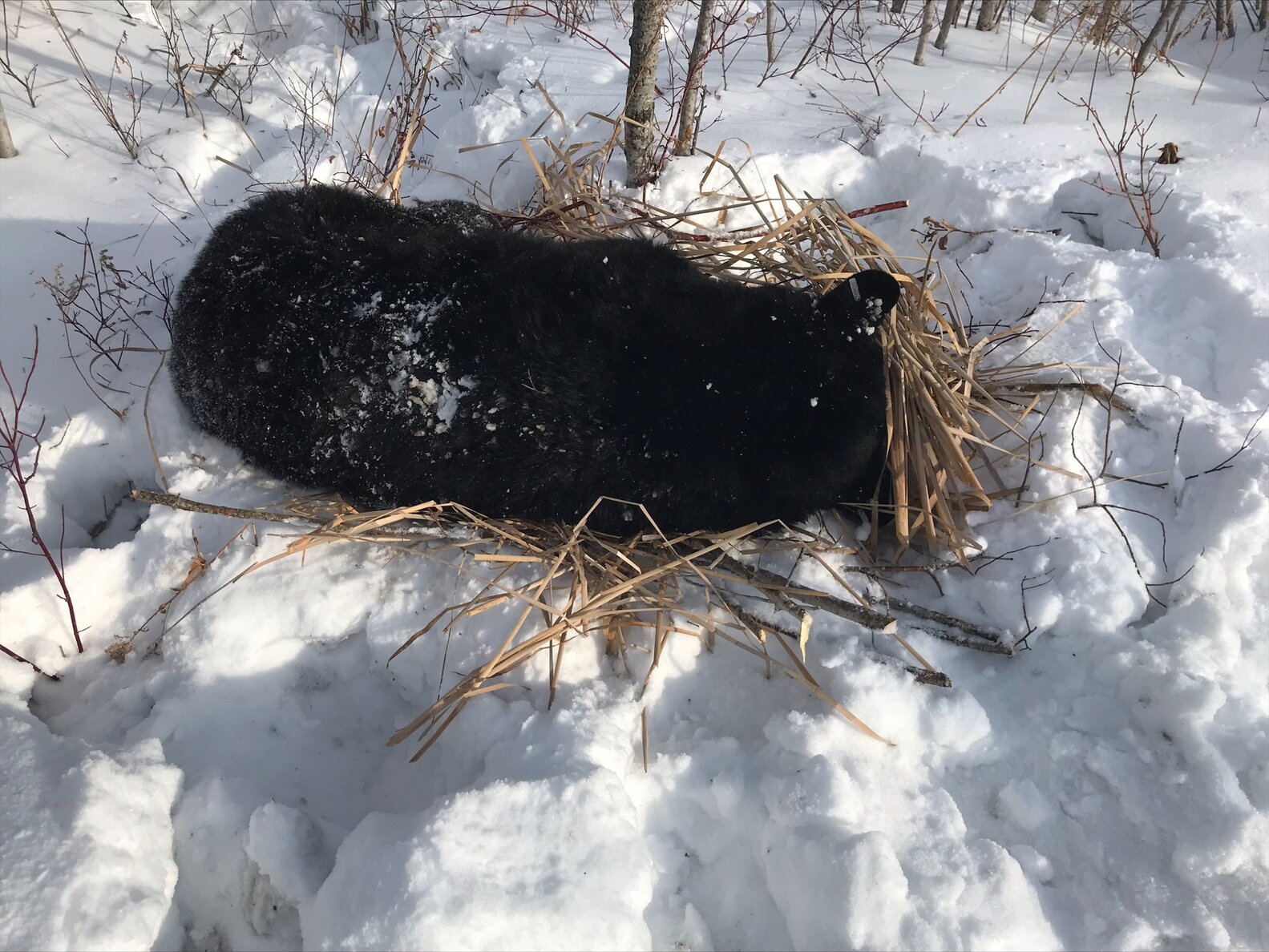 People See Giant Sleepy Animal Stuck In Snow And Rush To Help - The Dodo