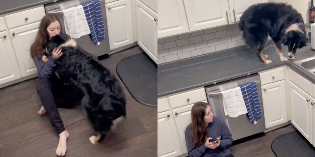 Camera Captures Incredible Moment Service Dog Goes Above And Beyond ...