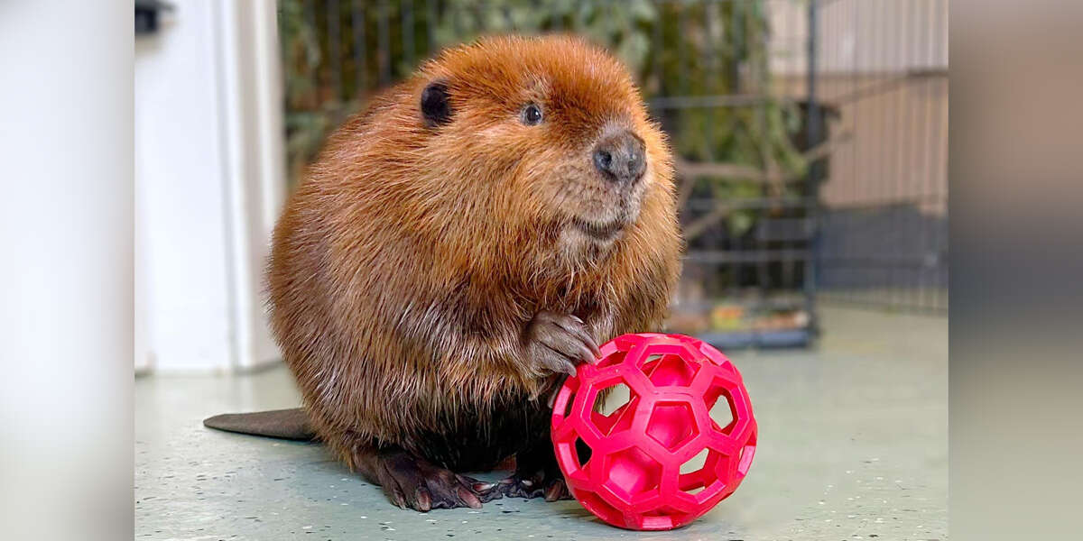 Rescued Beaver Creates A Clever System For Cleaning Up Her Room - The Dodo