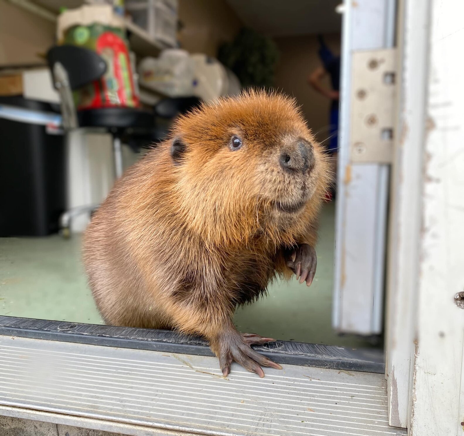 Rescued Beaver Creates A Clever System For Cleaning Up Her Room - The Dodo