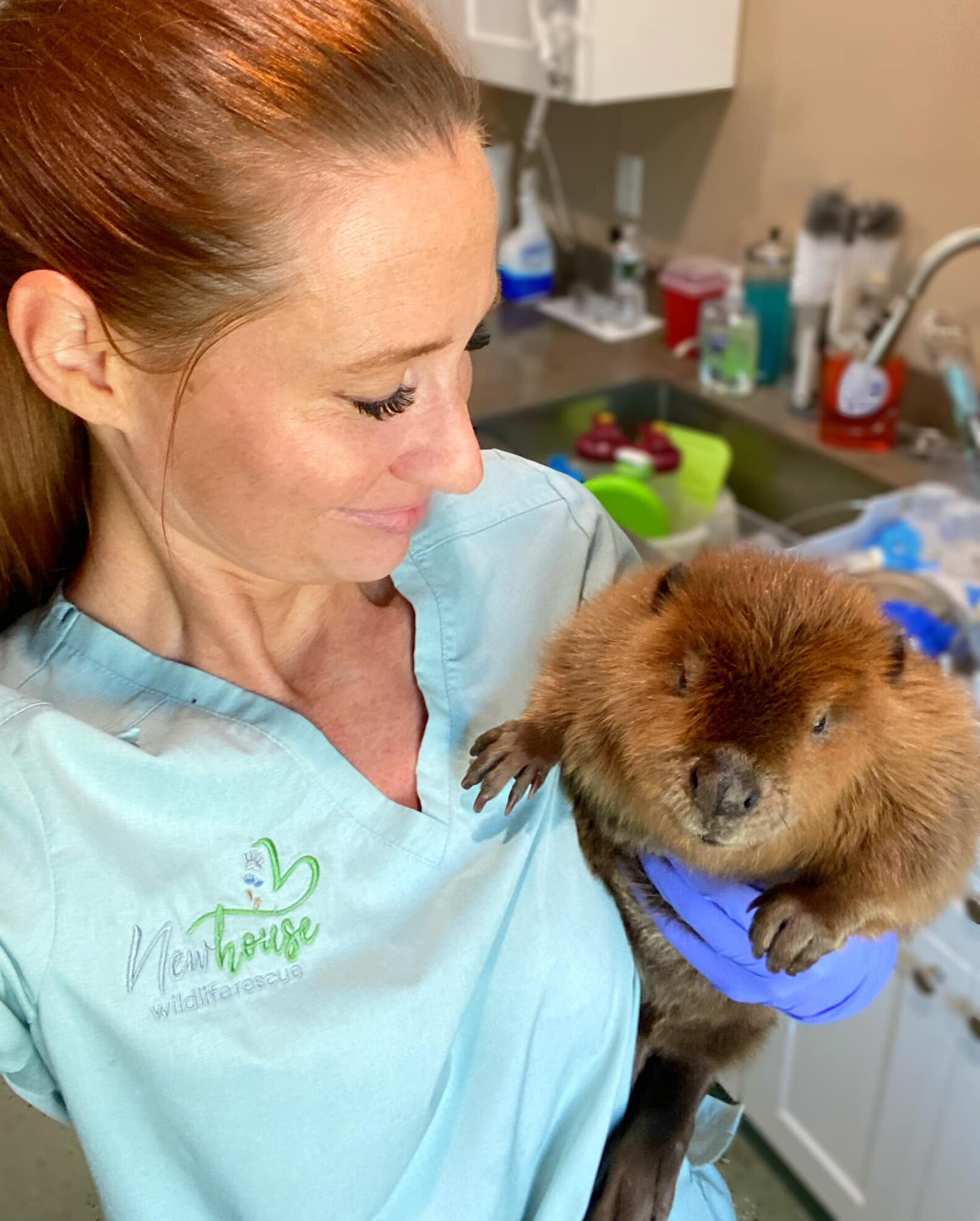 Rescued Beaver Creates A Clever System For Cleaning Up Her Room - The Dodo