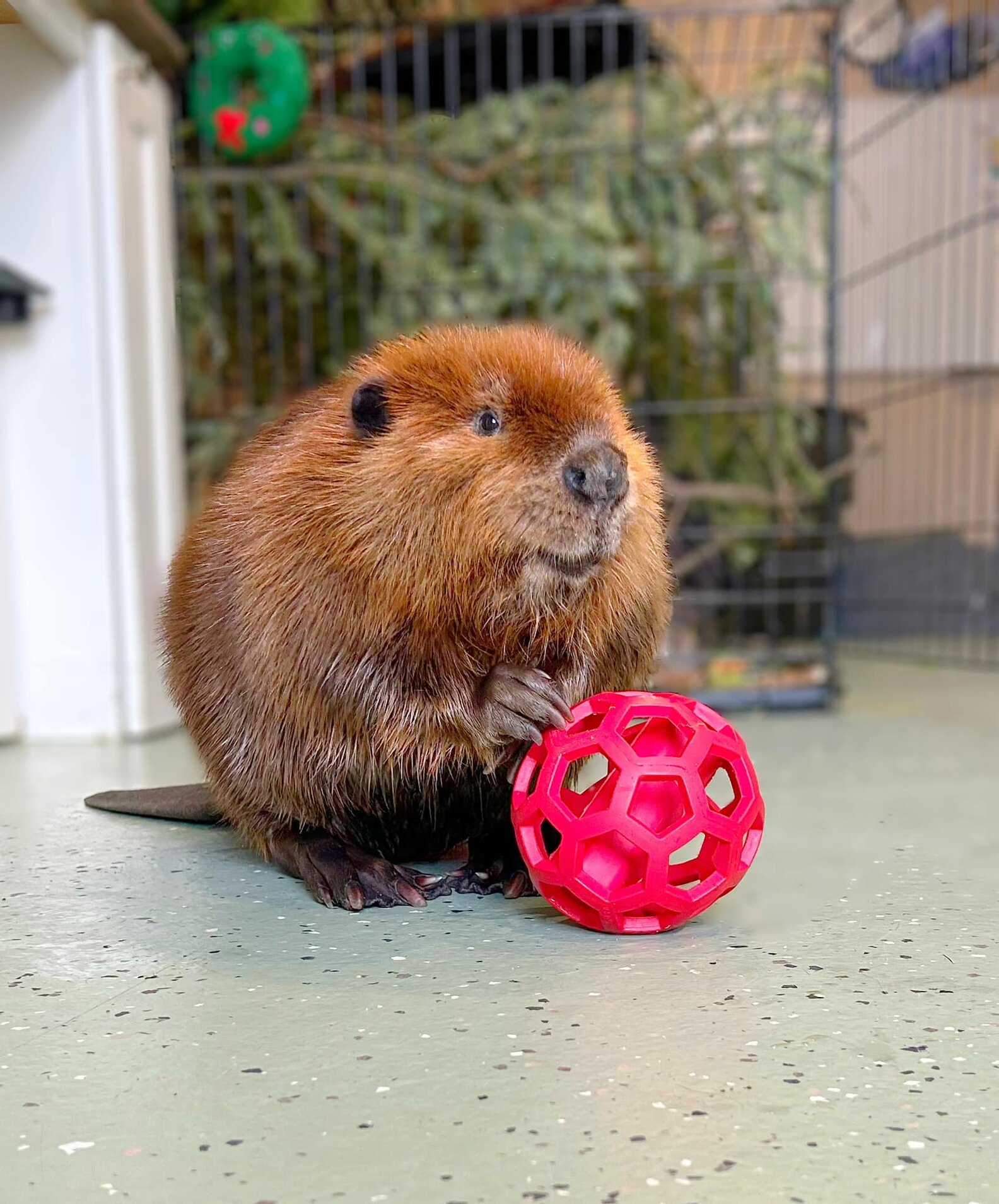 Rescued Beaver Creates A Clever System For Cleaning Up Her Room - The Dodo
