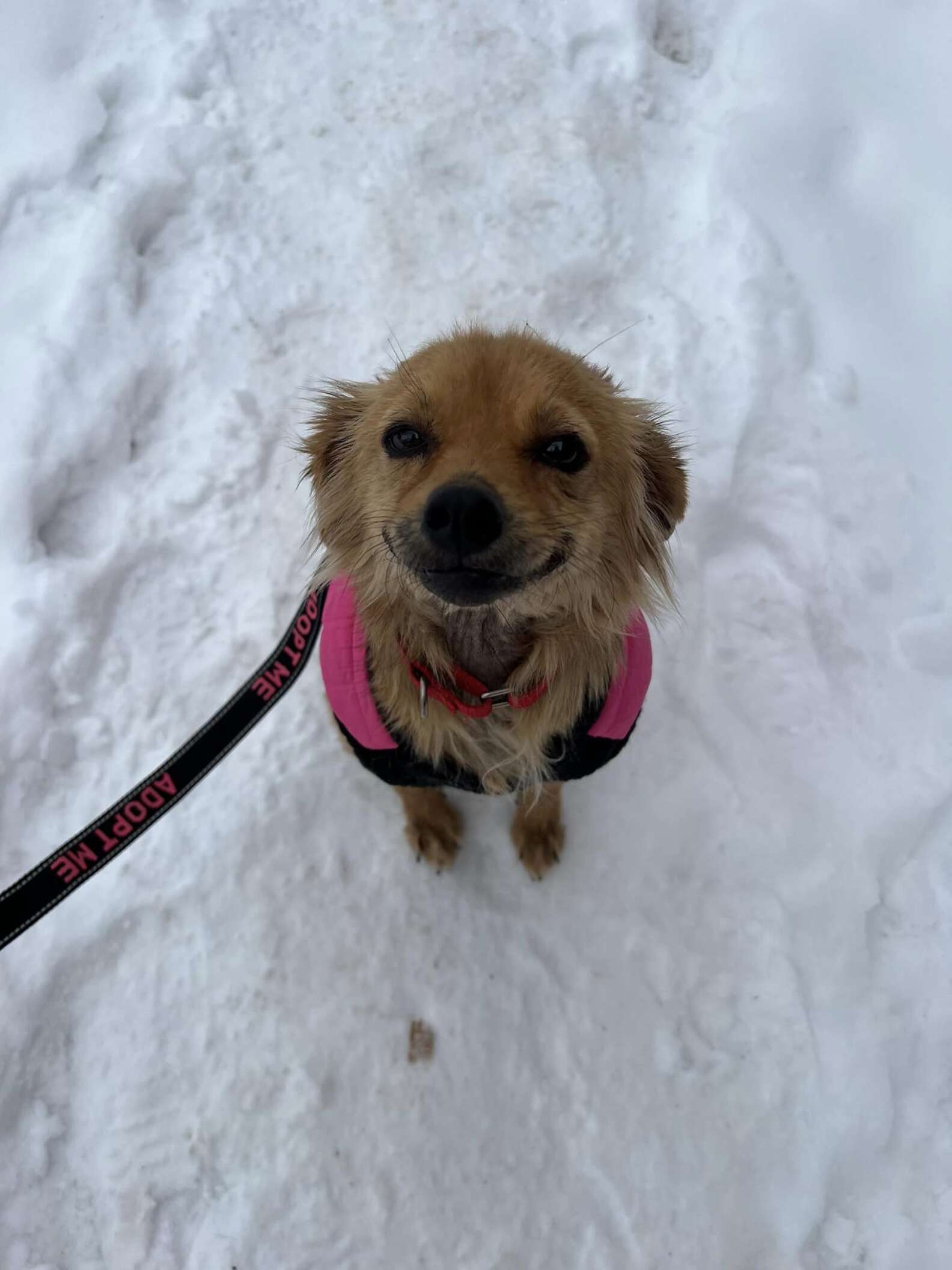 Tiny Dog Can't Stop Smiling At Everybody After Being Rescued - The Dodo