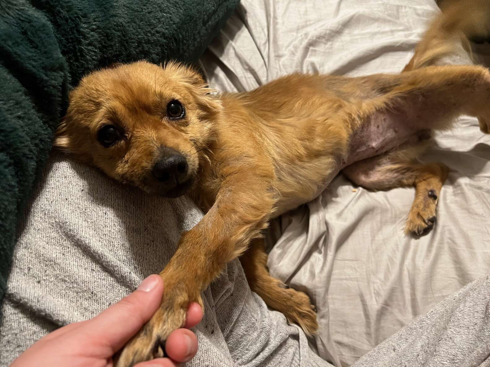 Tiny Dog Can't Stop Smiling At Everybody After Being Rescued - The Dodo