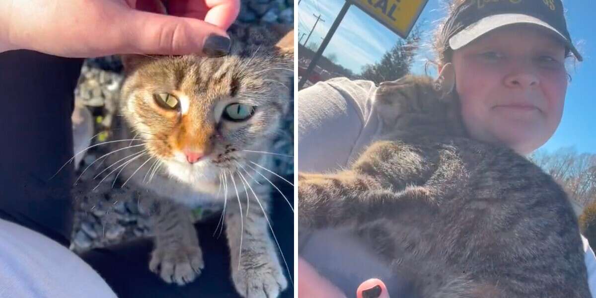 Cat Walks Up To Woman In Parking Lot And Begs To Go Home With Her - The ...
