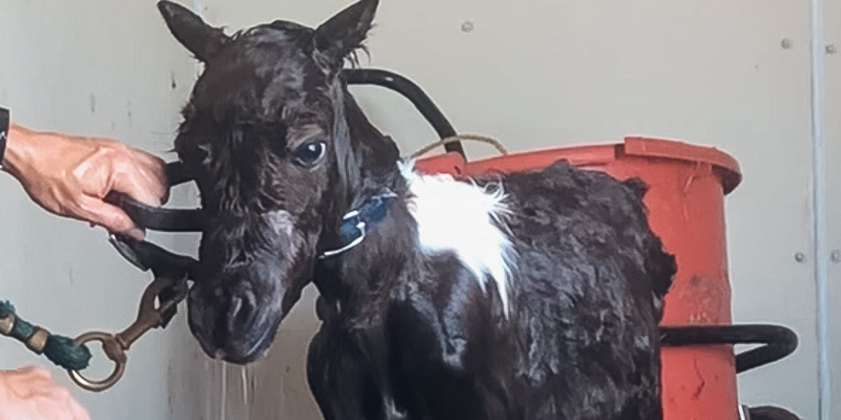 Tiny Rescue Pony Is Proof Miracles Exist - Videos - The Dodo
