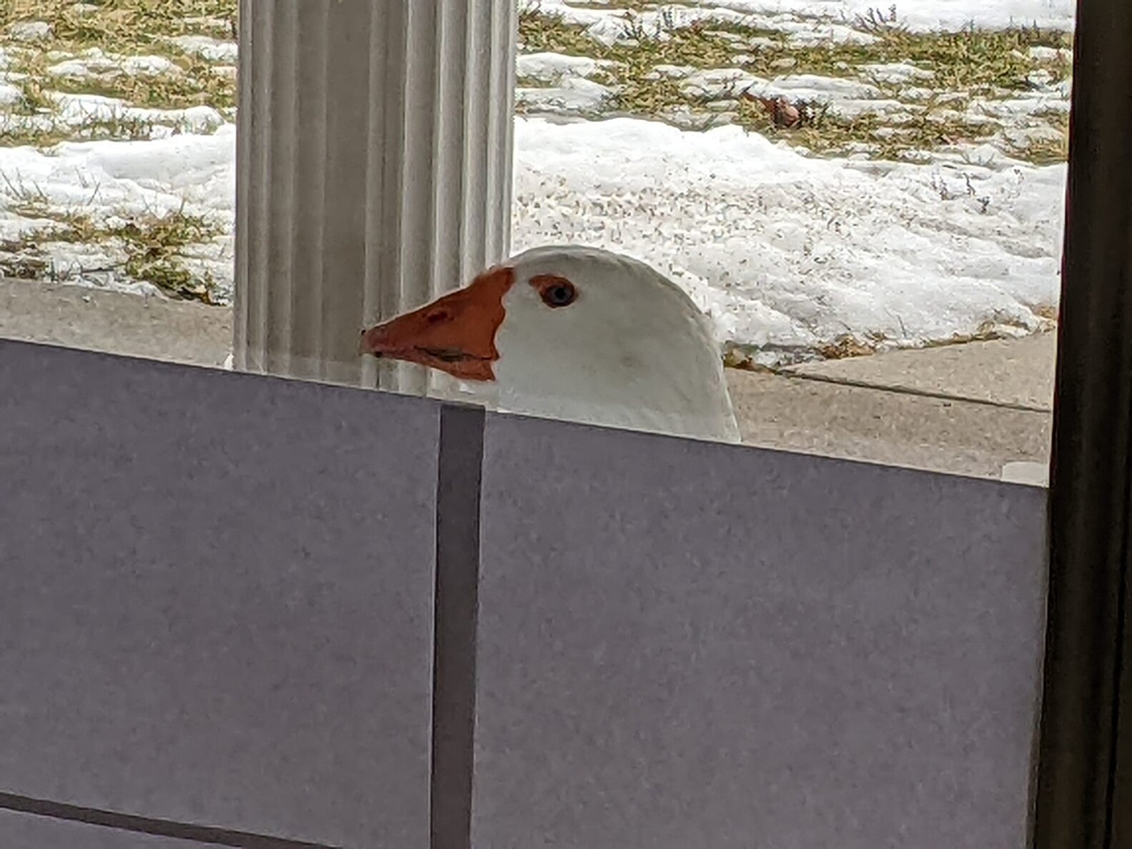 Heartbroken Goose Wanders Cemetery Looking For The Love She Lost - The Dodo