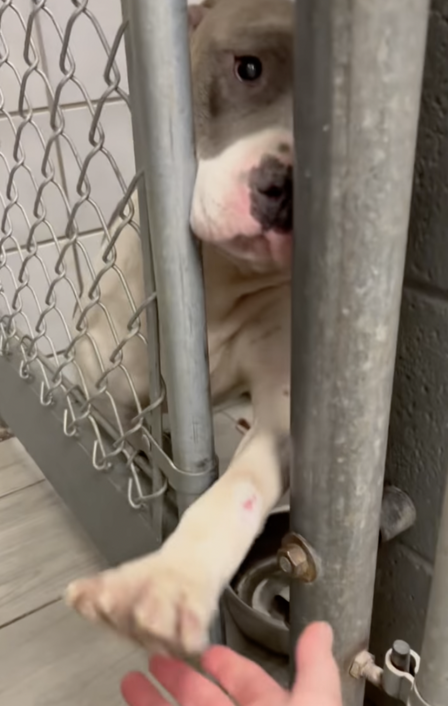 Lonely Shelter Dog Reaches Paw Through Bars To Hold Hands With Everyone ...