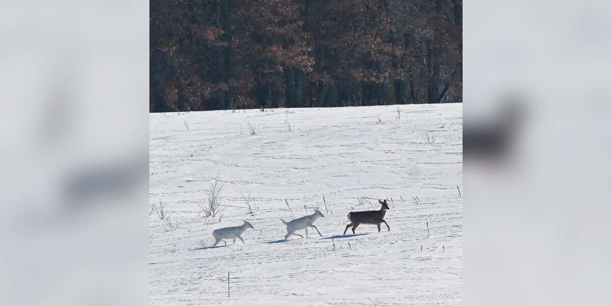 Woman Driving Snow Does Double Take When She Sees ‘Ghost Deer’ - The Dodo