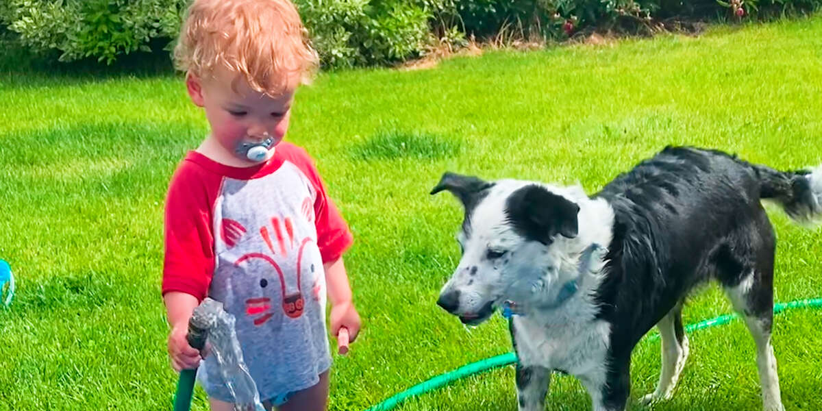 Dog Picks The Exact Right Home To Wander Up To - Videos - The Dodo