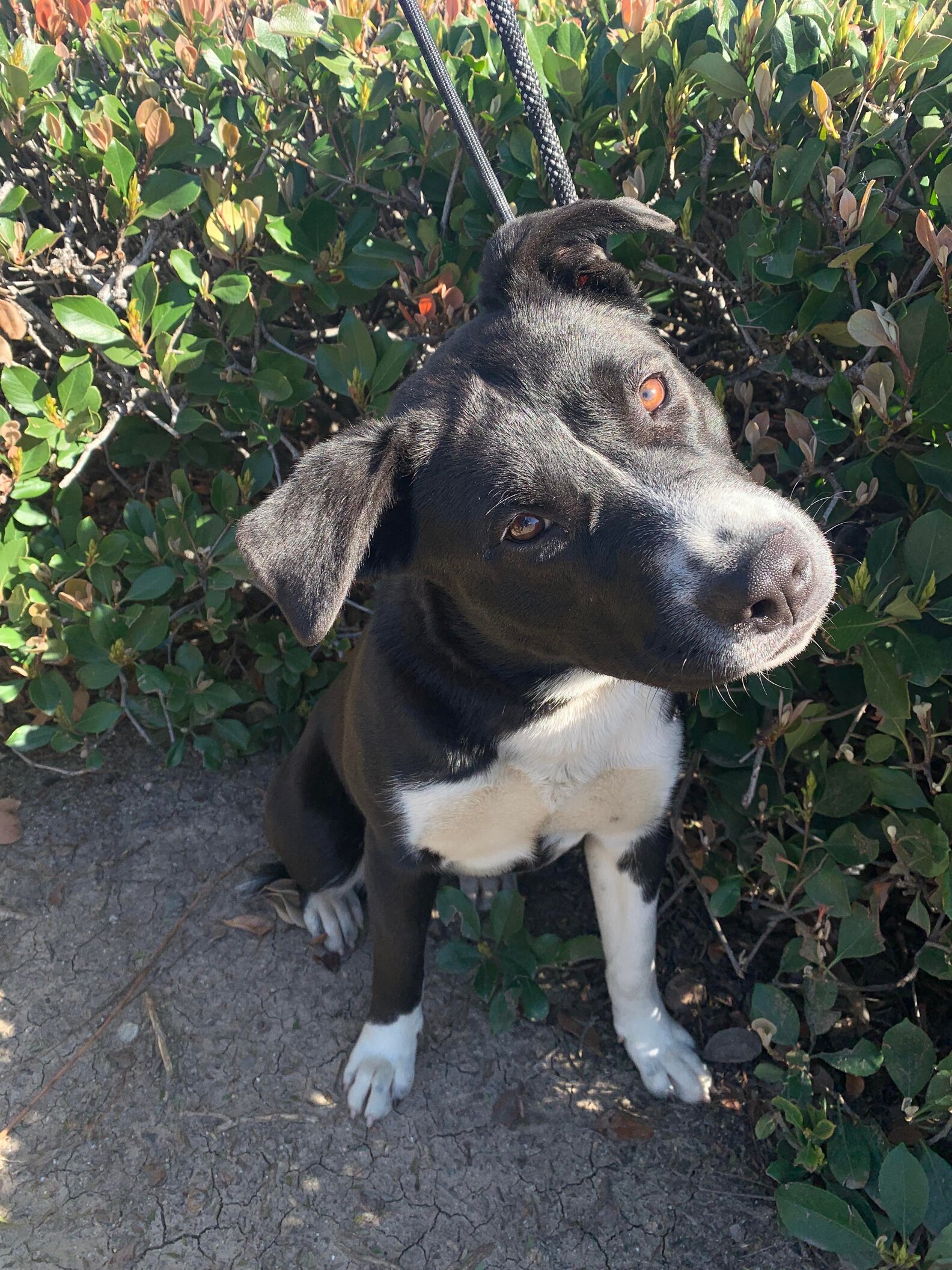 Dog Left On Curb With All Her Belongings Waits Patiently For Family To ...