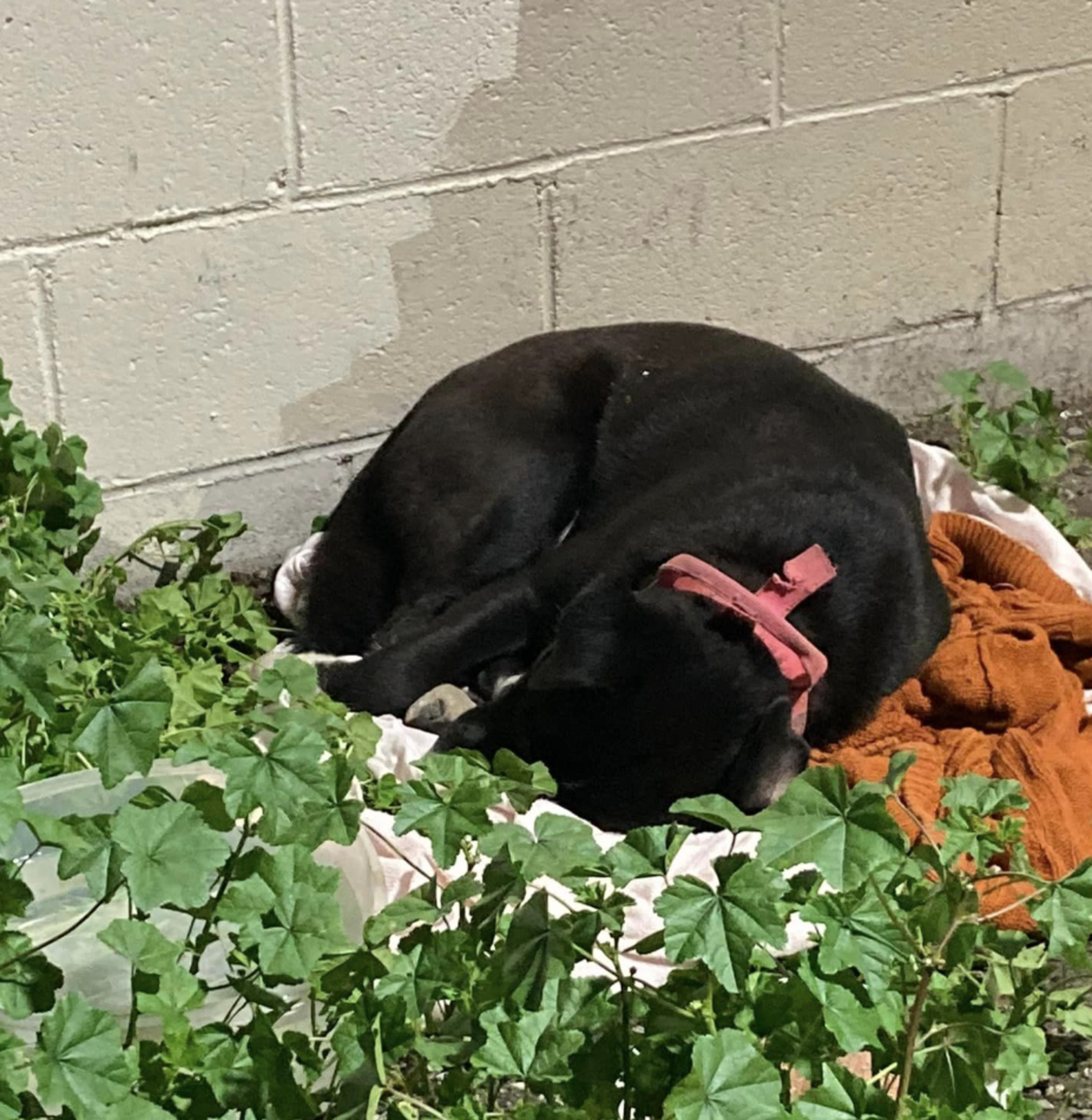 Dog Left On Curb With All Her Belongings Waits Patiently For Family To ...
