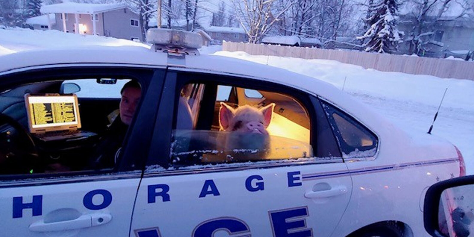 Pig Is So Pleased With Himself For Getting Arrested By Police - The Dodo