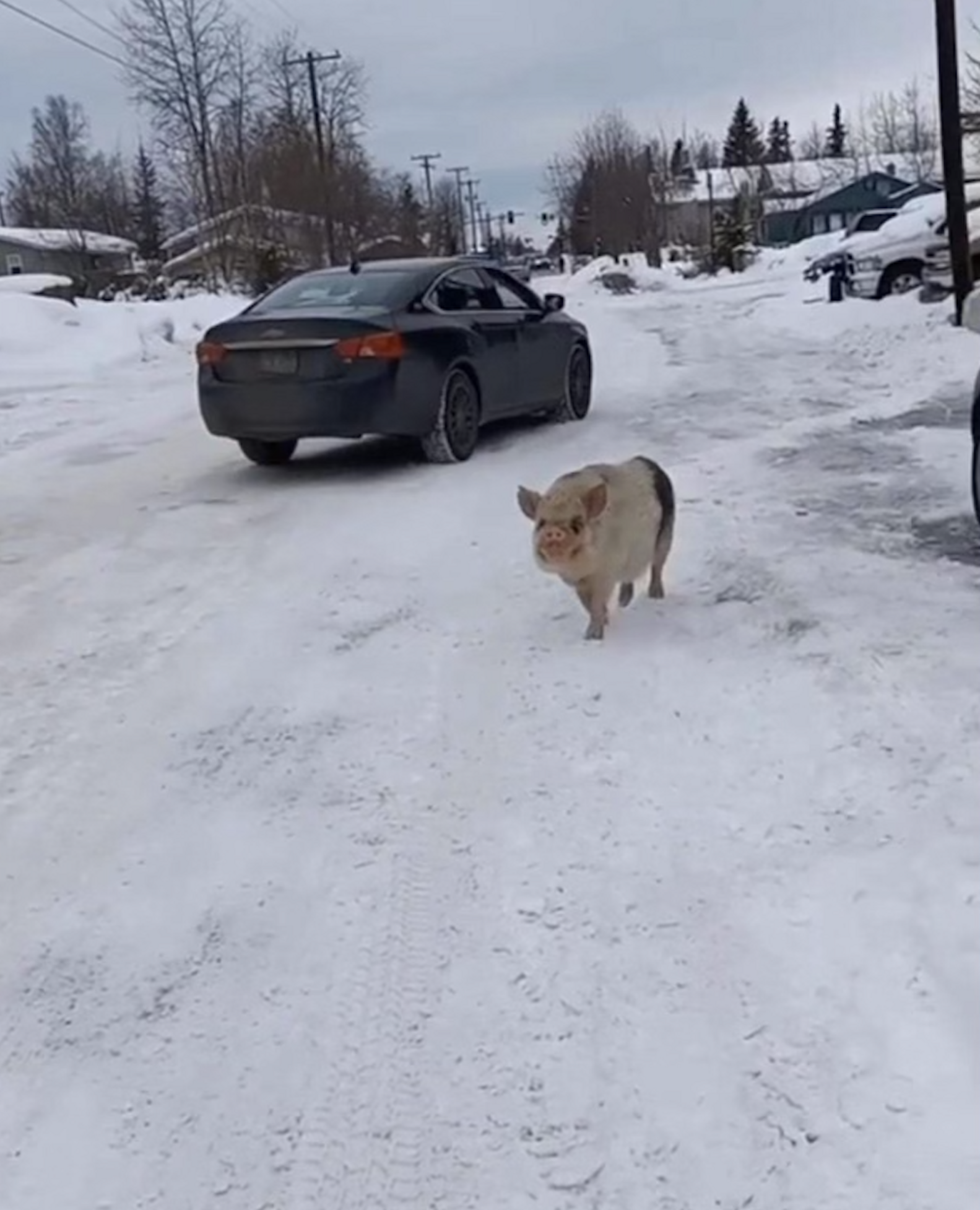 Pig Is So Pleased With Himself For Getting Arrested By Police - The Dodo