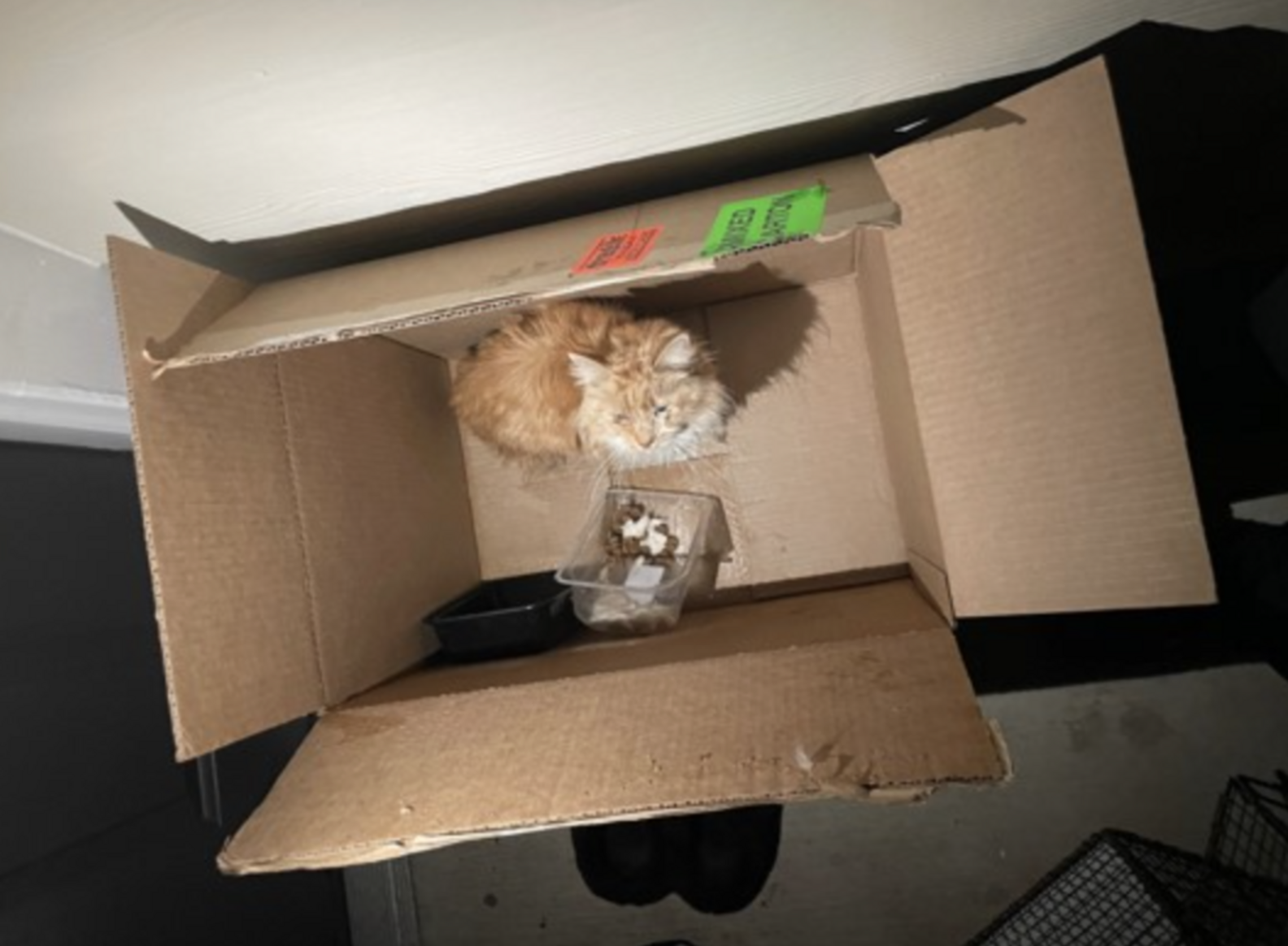 Passerby Looks Inside Cardboard Box And Finds Beautiful ’Creamsicle ...
